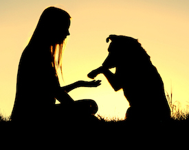 Hope For Paws - Animal Rescue