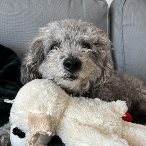 Hope For Paws | Animal Adoption | Pokey