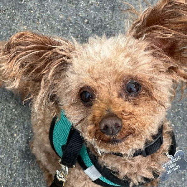 Adopt A Dog | Hope For Paws