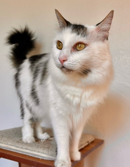 Hope For Paws | Animal Adoption | Fargo