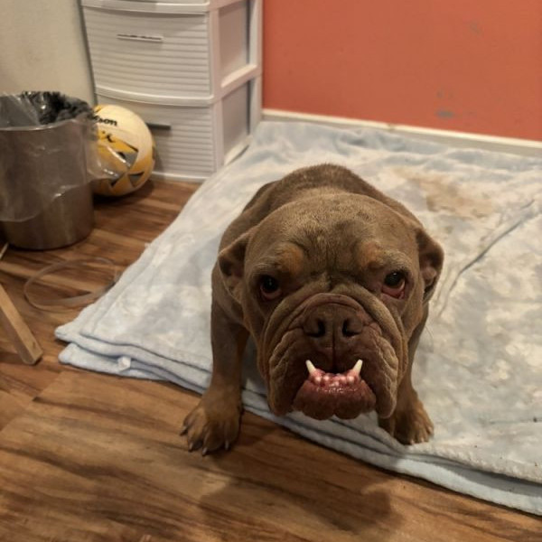 Adopt A Dog | Hope For Paws