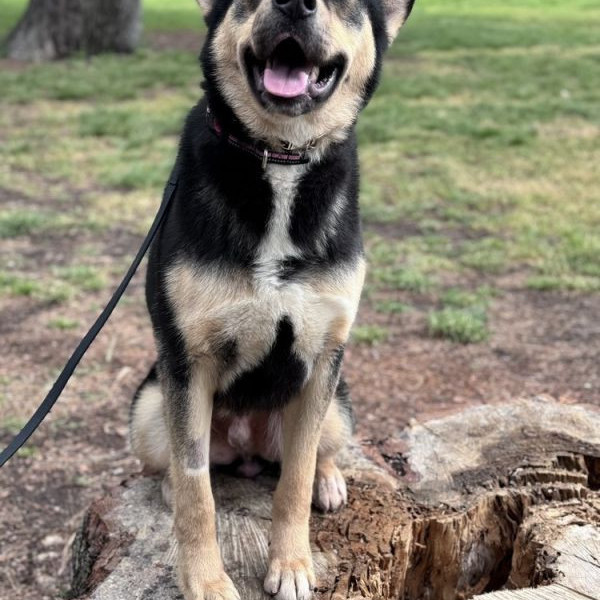 Adopt A Dog | Hope For Paws