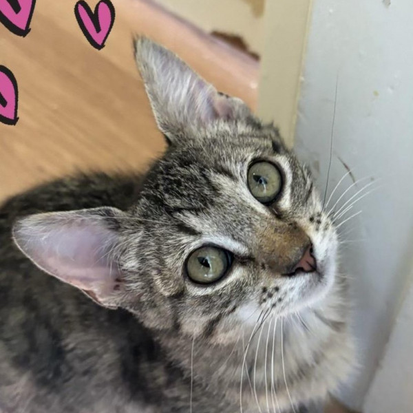 Hope For Paws | Animal Adoption | Nipsi