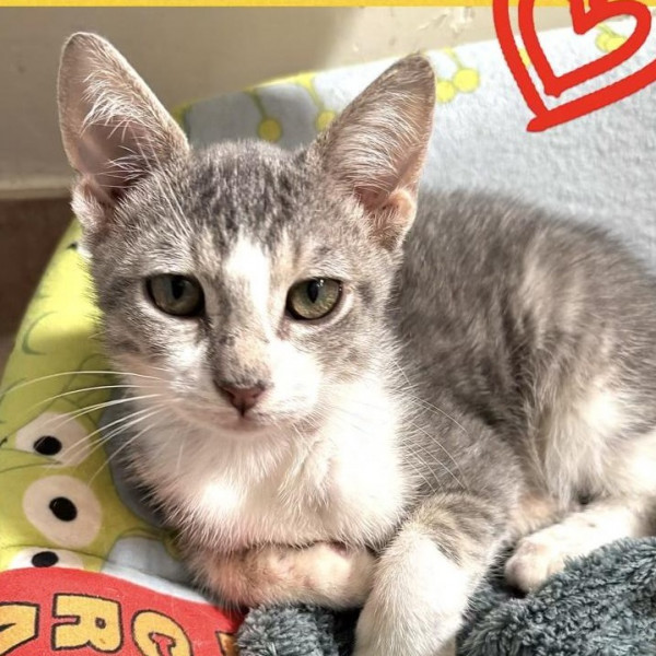 Adopt A Cat | Hope For Paws