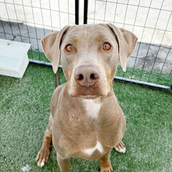 Adopt A Dog | Hope For Paws