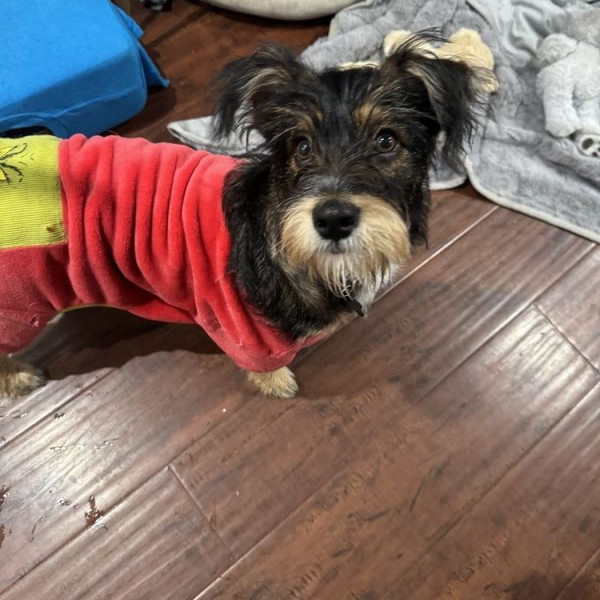 Adopt A Dog | Hope For Paws