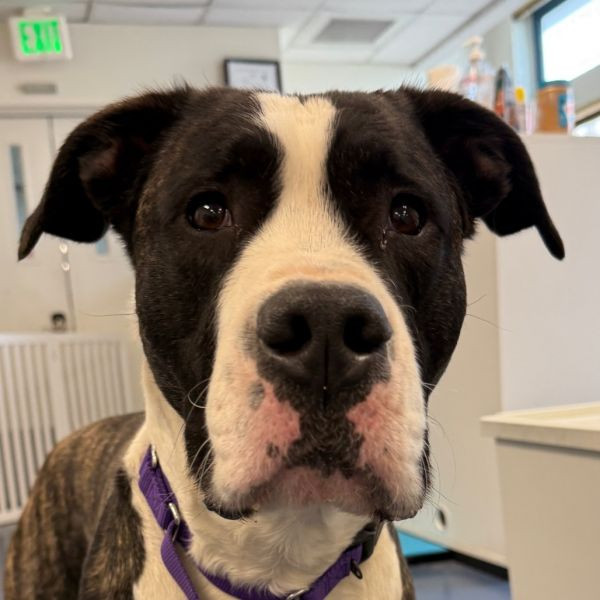 Adopt A Dog | Hope For Paws