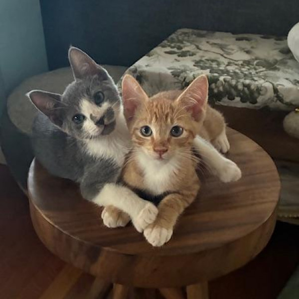 Hope For Paws | Animal Adoption | Sam Gamgee