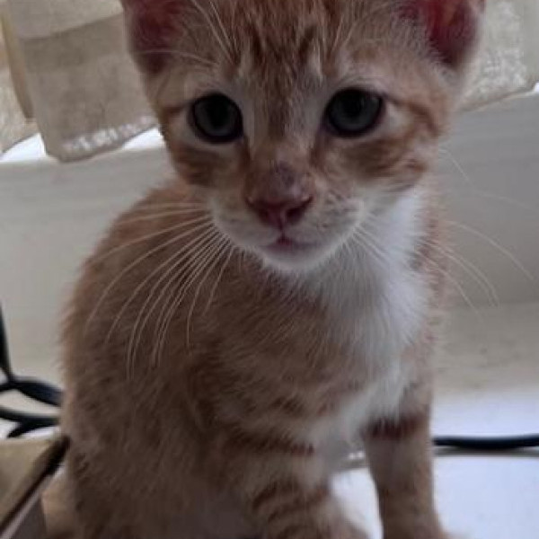 Hope For Paws | Animal Adoption | Sam Gamgee