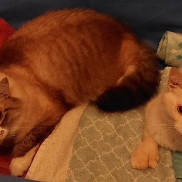 Hope For Paws | Animal Adoption | Cooper & Milo